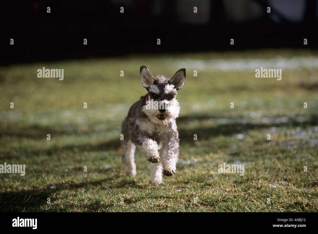 Miniature schnauzer running hi-res stock photography and images - Alamy
