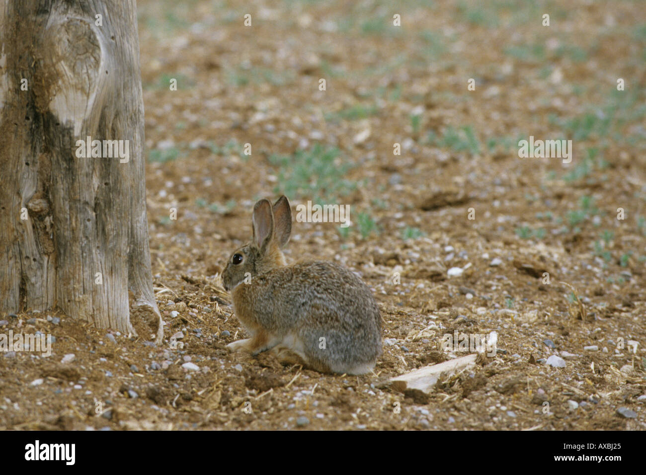 Cottontail rabbit in old corral on ranch in Southern Utah USA Stock ...