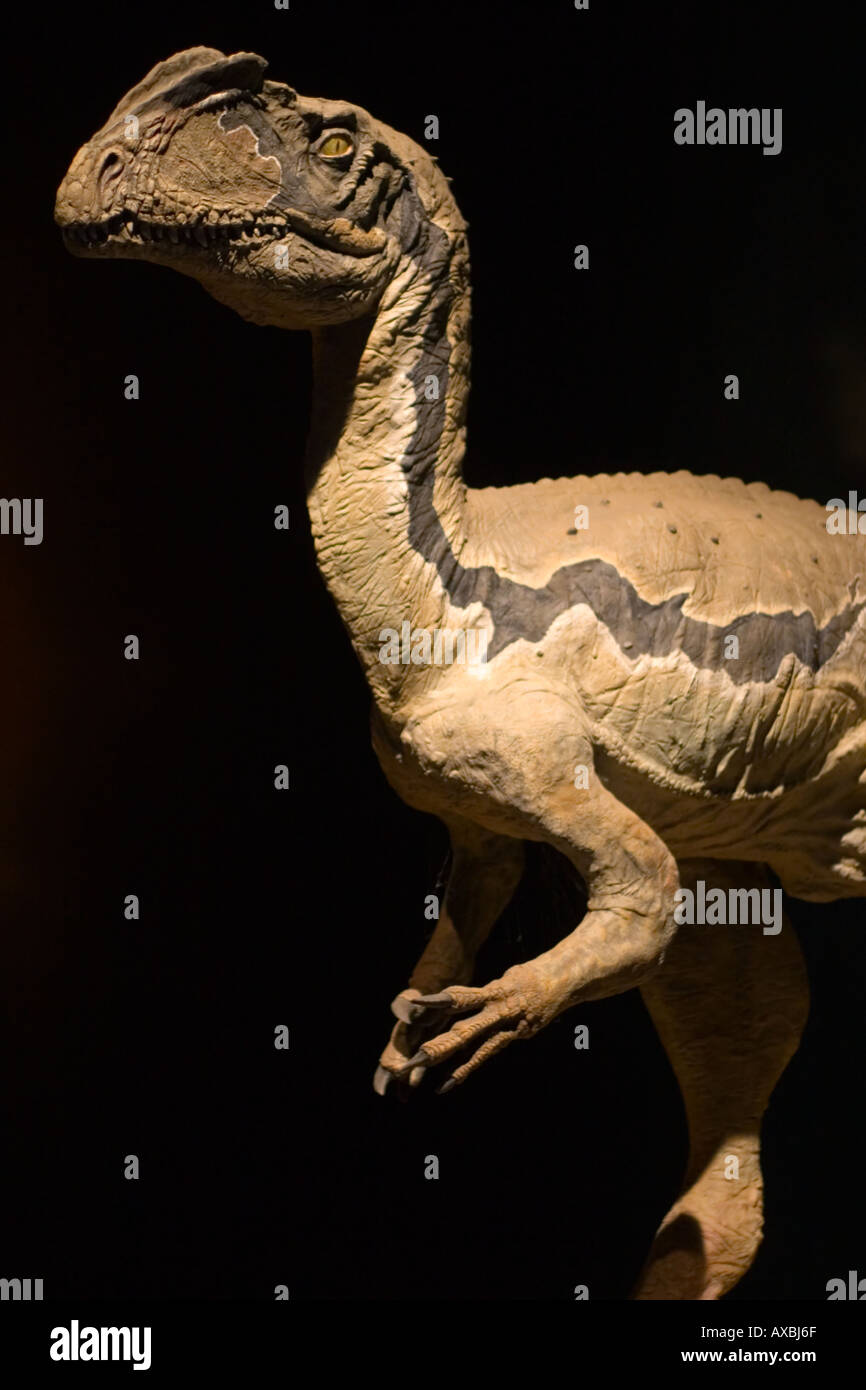 Velociraptor skeleton museum hi-res stock photography and images - Alamy