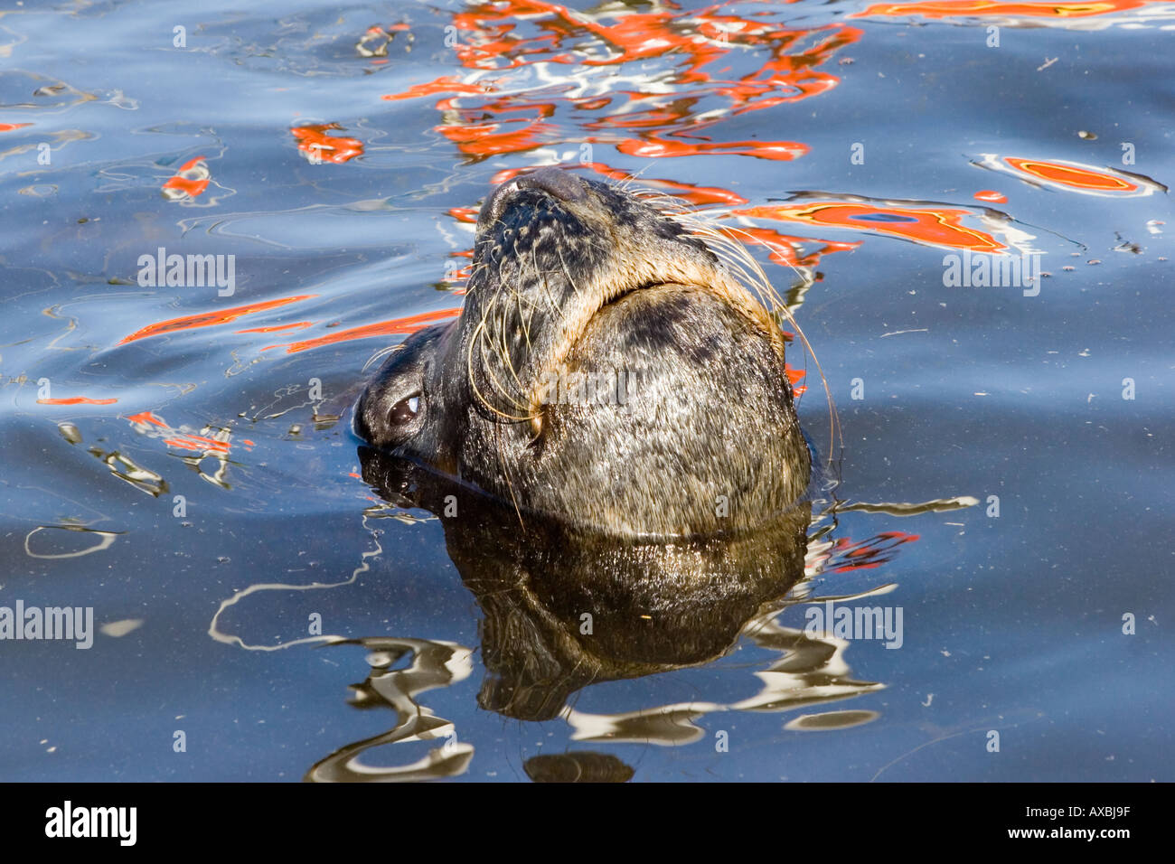 Emerging sea-lion head Stock Photo - Alamy
