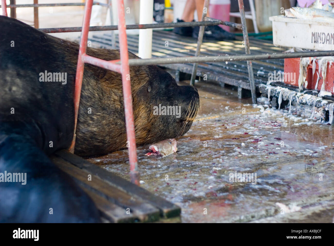 Gorging on fishguts Stock Photo - Alamy