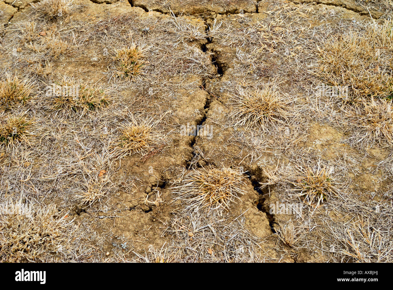 Detailed closeup of dried out brown soil and grass Stock Photo - Alamy