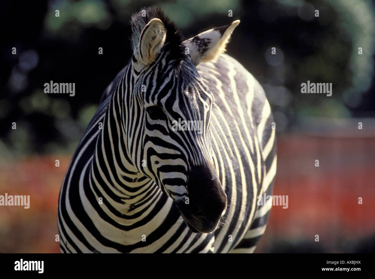 Zebra, Zoo, San Diego, California, USA Stock Photo - Alamy