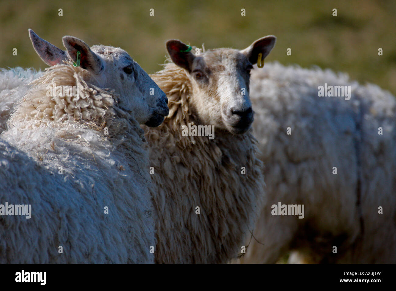 Woolly sheep hi-res stock photography and images - Alamy