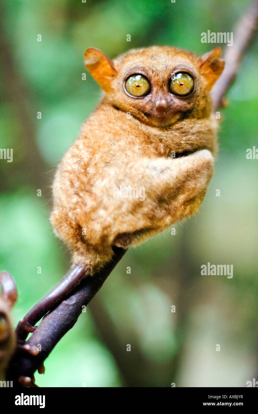 Endemic tarsier in philippines hi-res stock photography and images - Alamy
