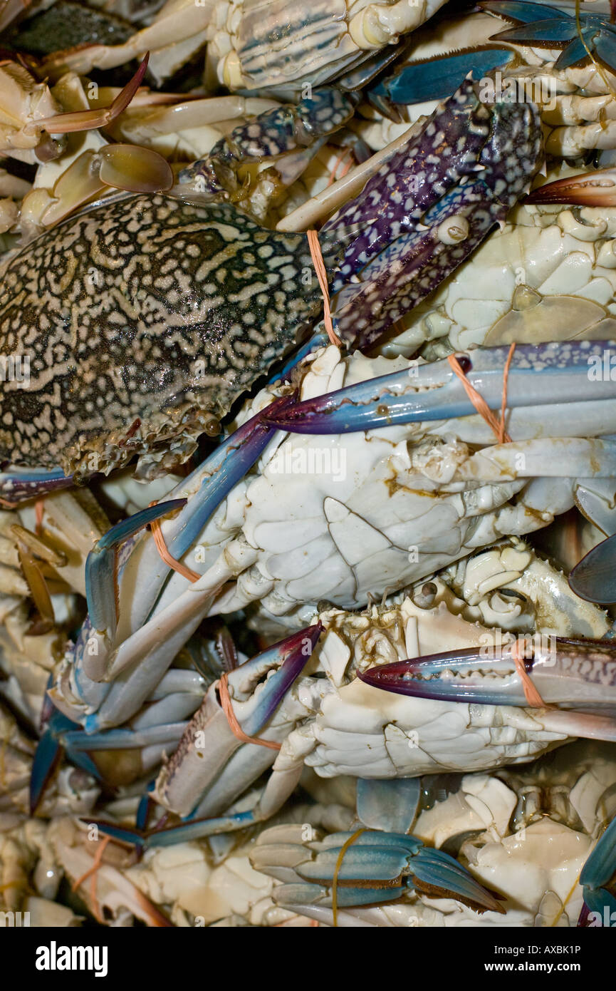 Swimmer crab hi-res stock photography and images - Alamy