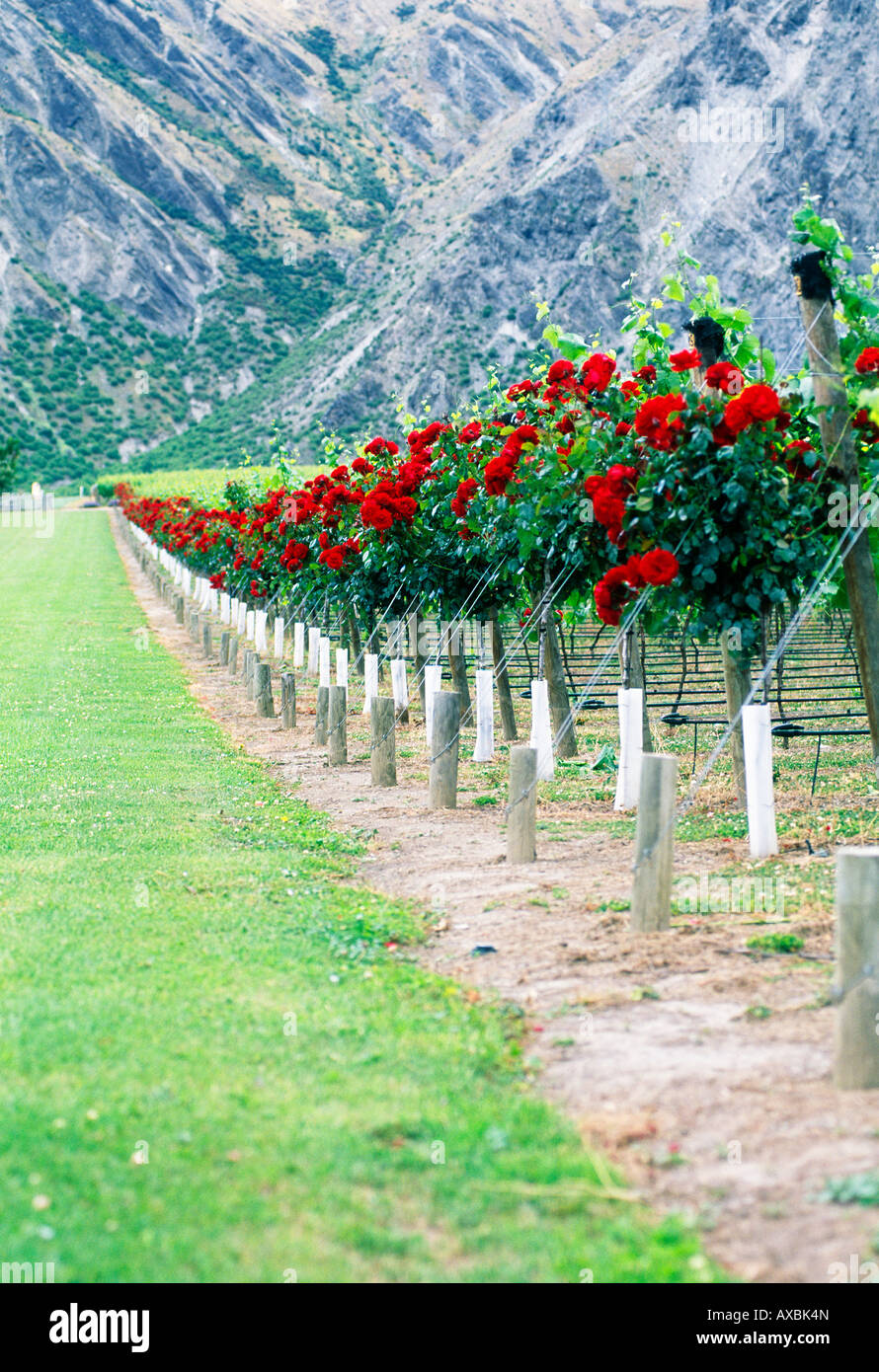 Rose in vineyards. South Island New Zealand Stock Photo - Alamy