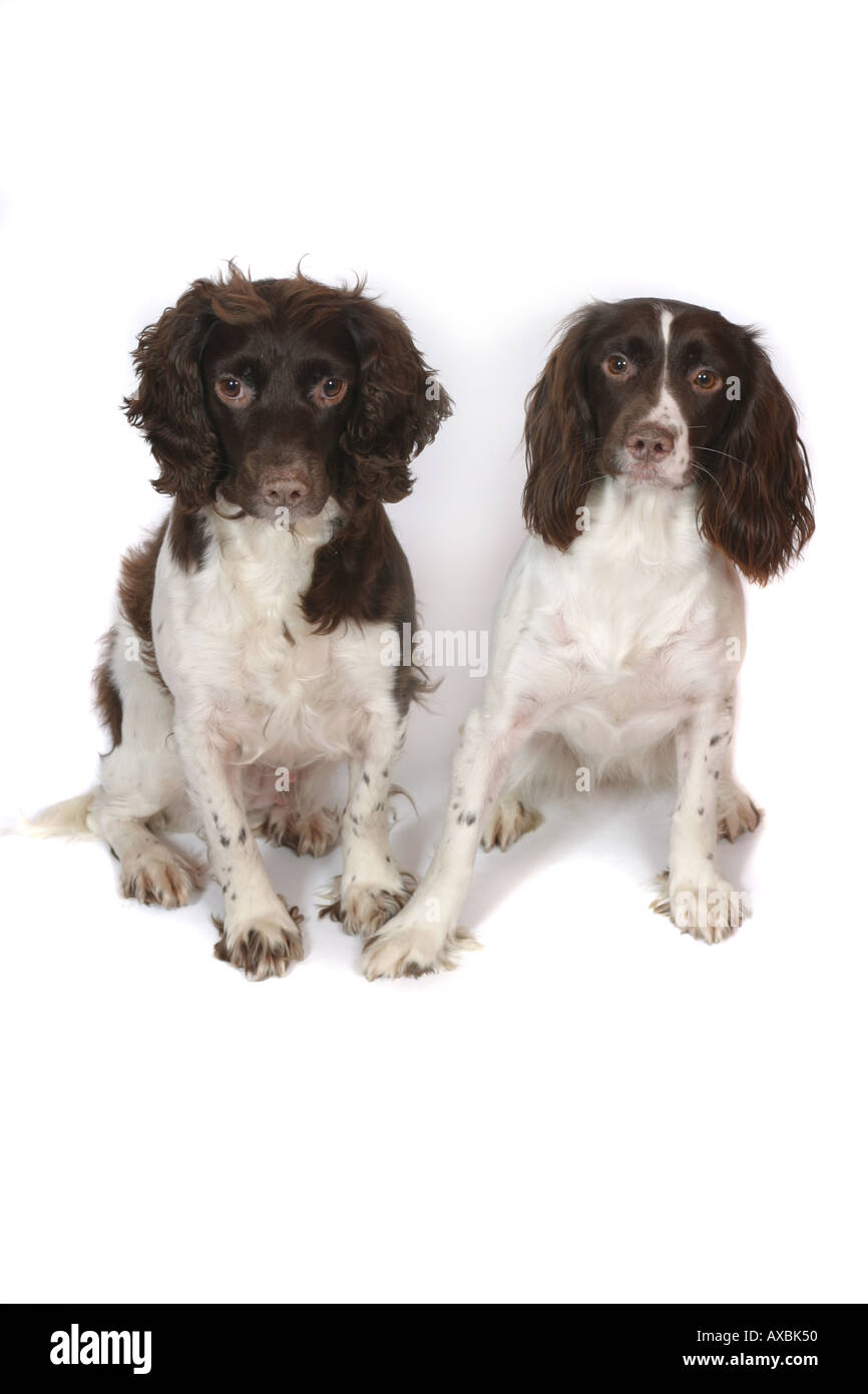 Two springer spaniels sat on a white background Stock Photo - Alamy