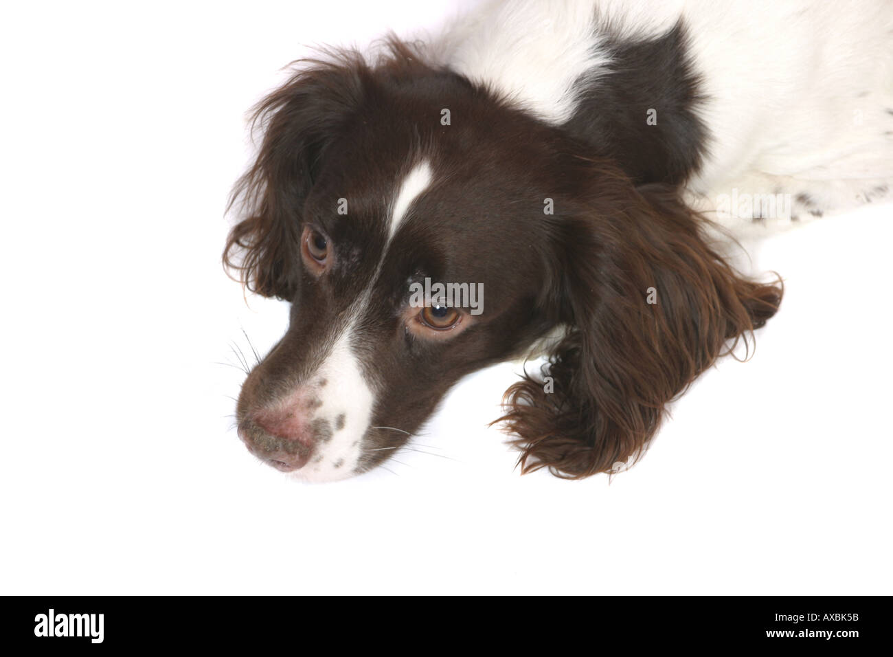 A springer spaniel dog photographed against a white background Stock ...