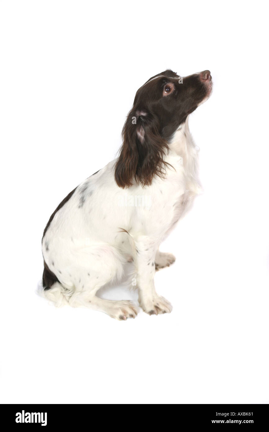 A springer spaniel dog photographed against a white background Stock ...