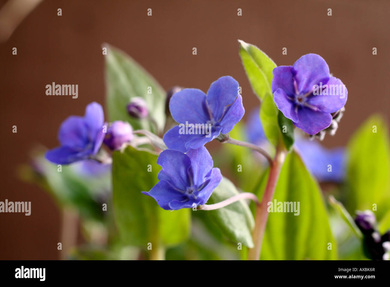 OMPHALOIDES CAPPADOCICA AGM Stock Photo - Alamy