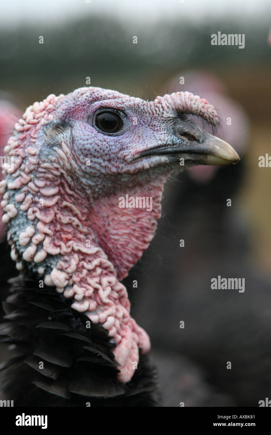 Turkey farm bird livestock hi-res stock photography and images - Alamy