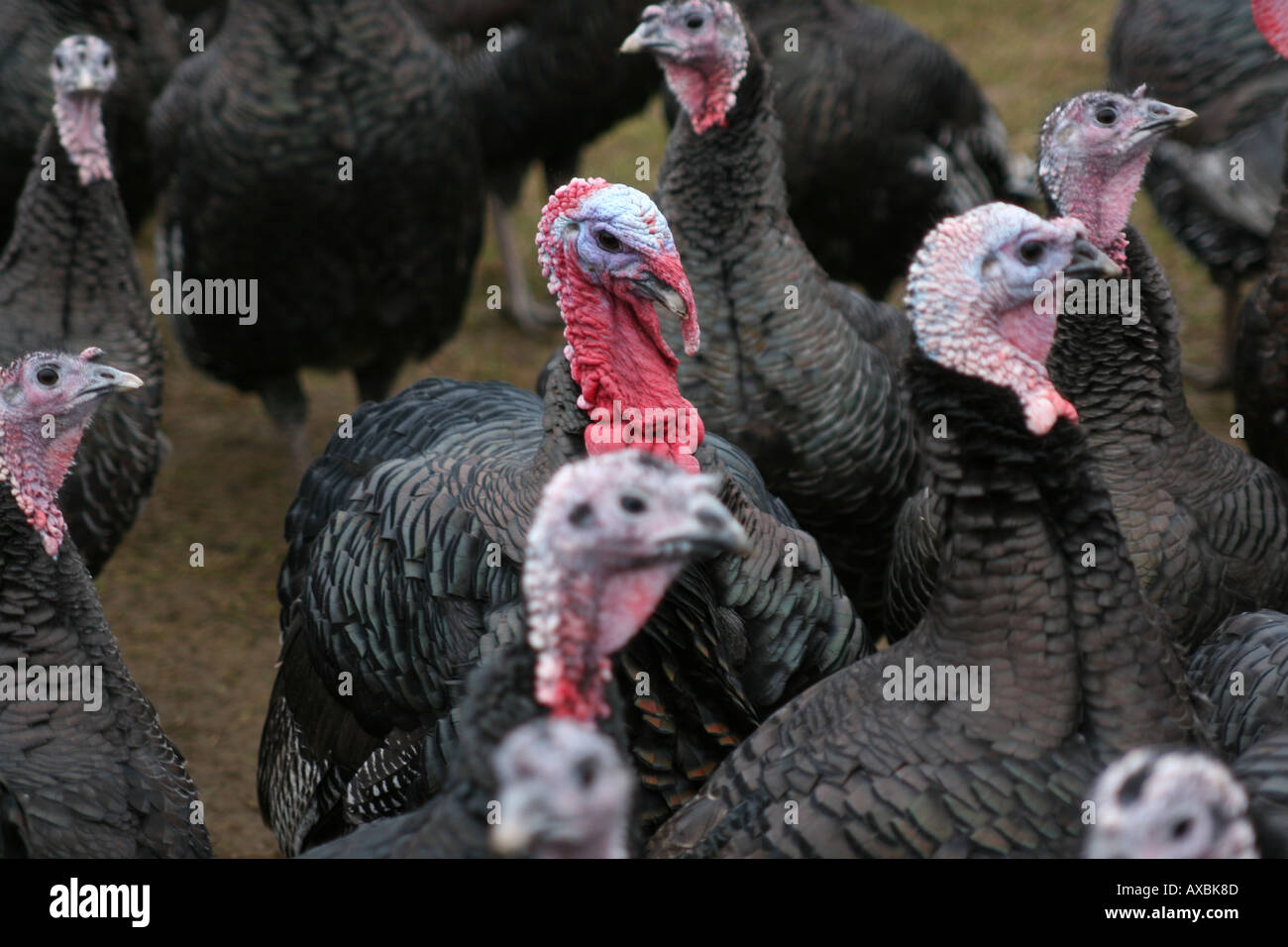 Free range turkey on farm hi-res stock photography and images - Alamy