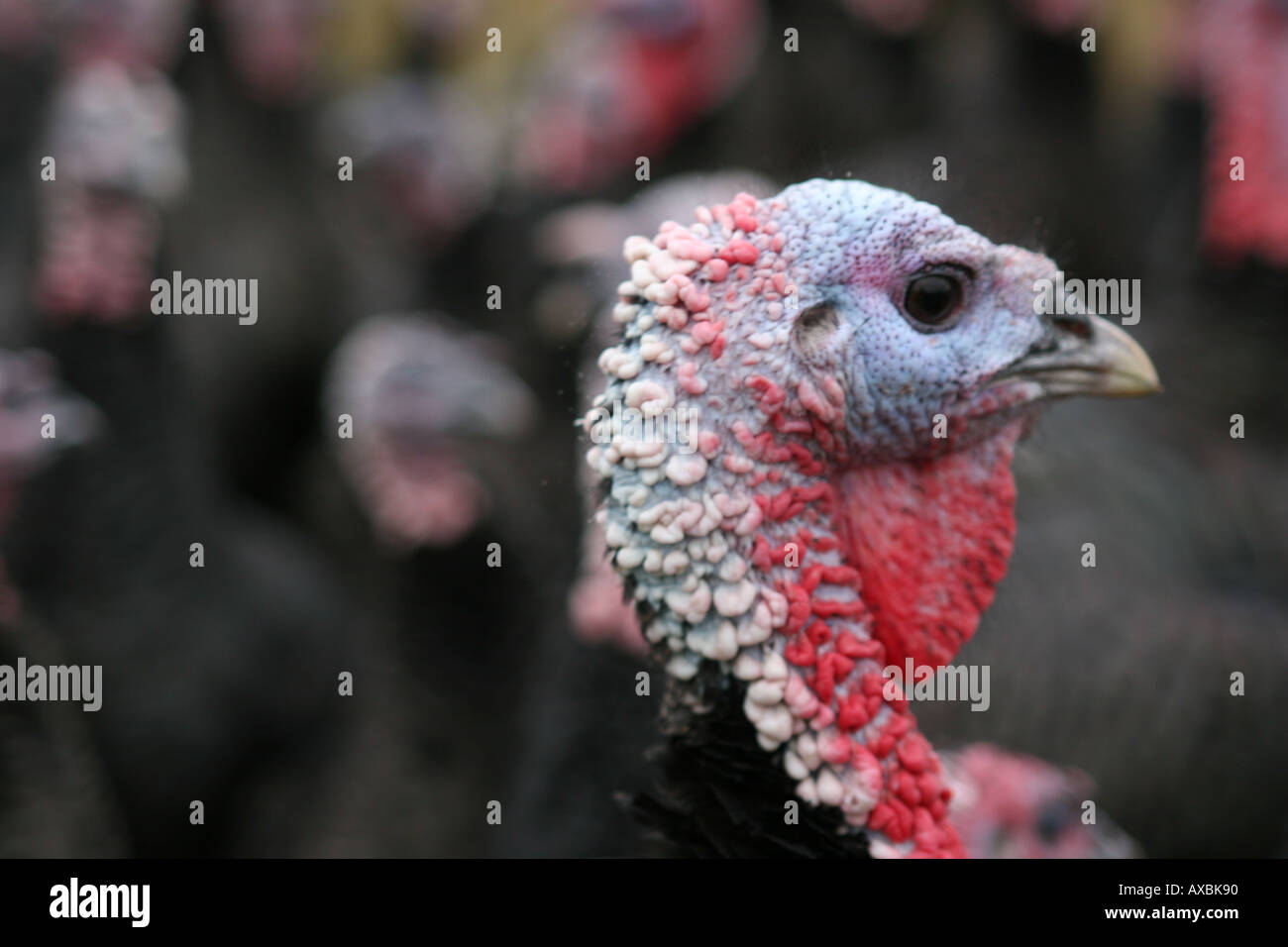 Alive turkey hi-res stock photography and images - Alamy