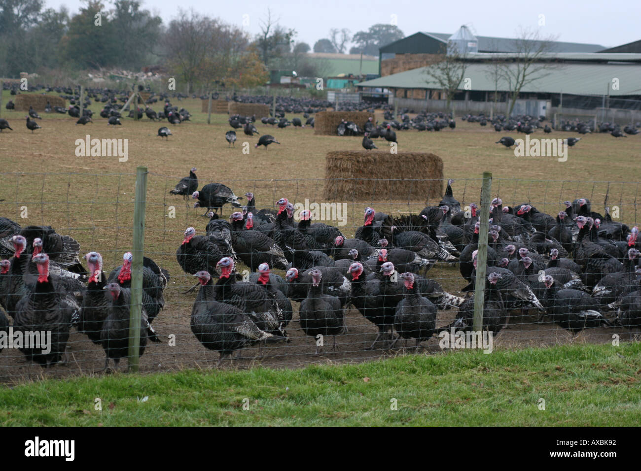 Alive turkey hi-res stock photography and images - Alamy