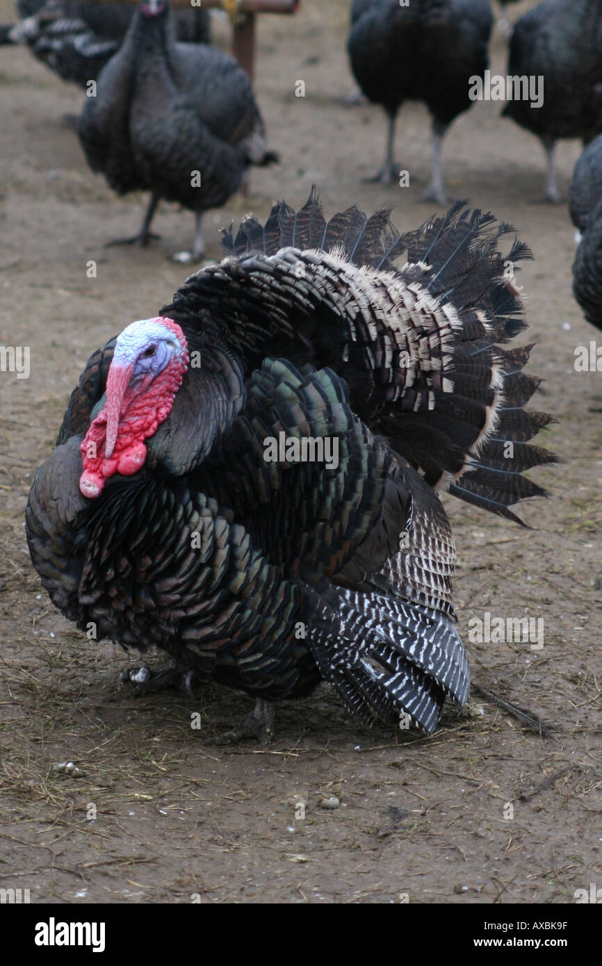 Turkeys uk poultry hi-res stock photography and images - Alamy