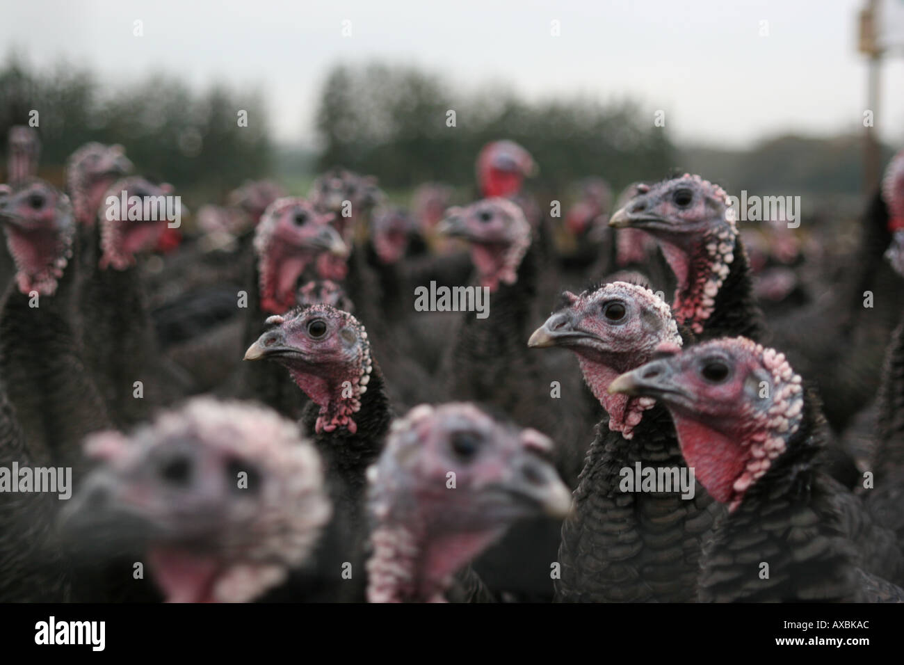 Turkey farm bird livestock hi-res stock photography and images - Alamy