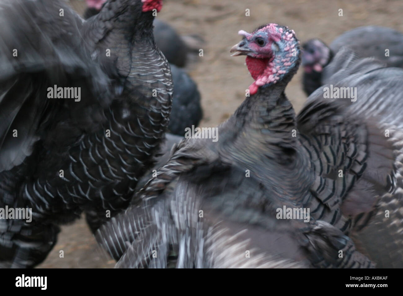 Turkeys fighting hi-res stock photography and images - Alamy