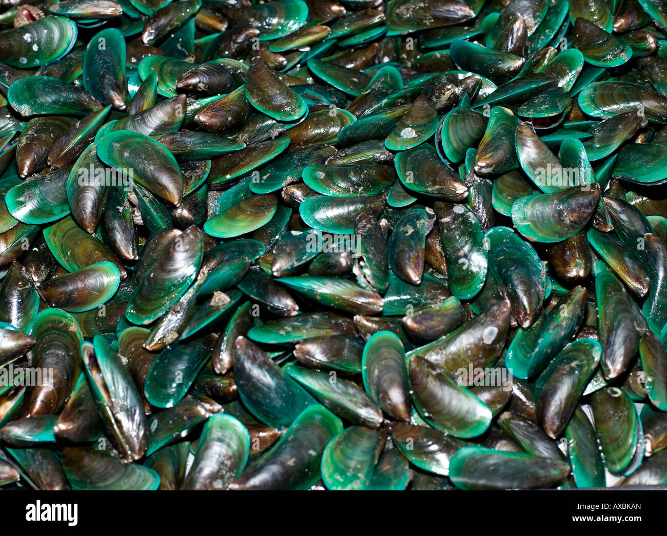 Green mussels hi-res stock photography and images - Alamy