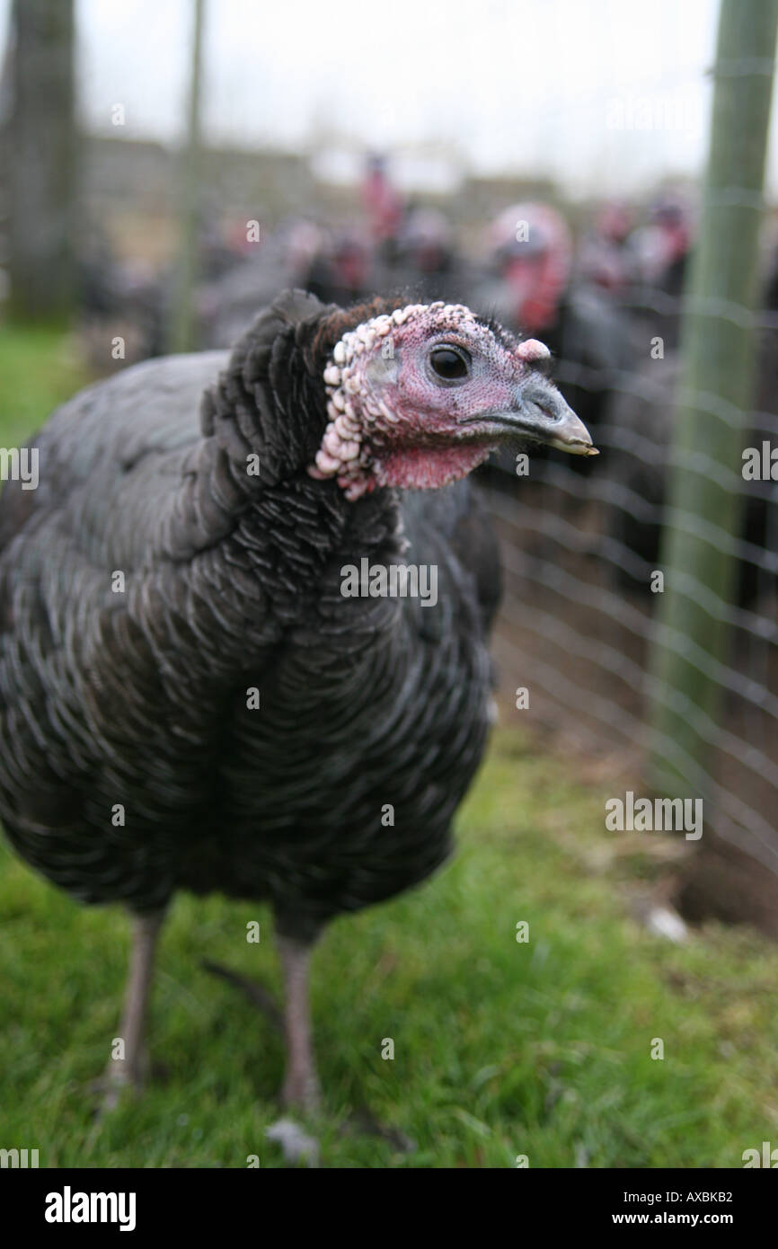 Turkeys uk hi-res stock photography and images - Alamy