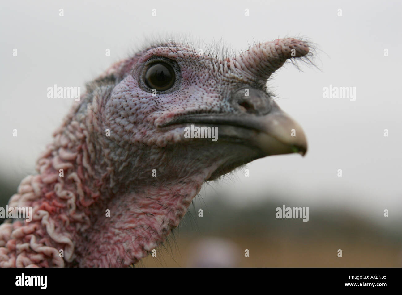 Alive turkey hi-res stock photography and images - Alamy