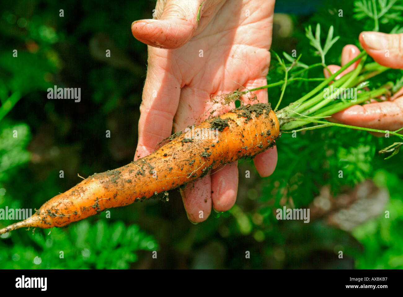 carrot in a hand Stock Photo - Alamy