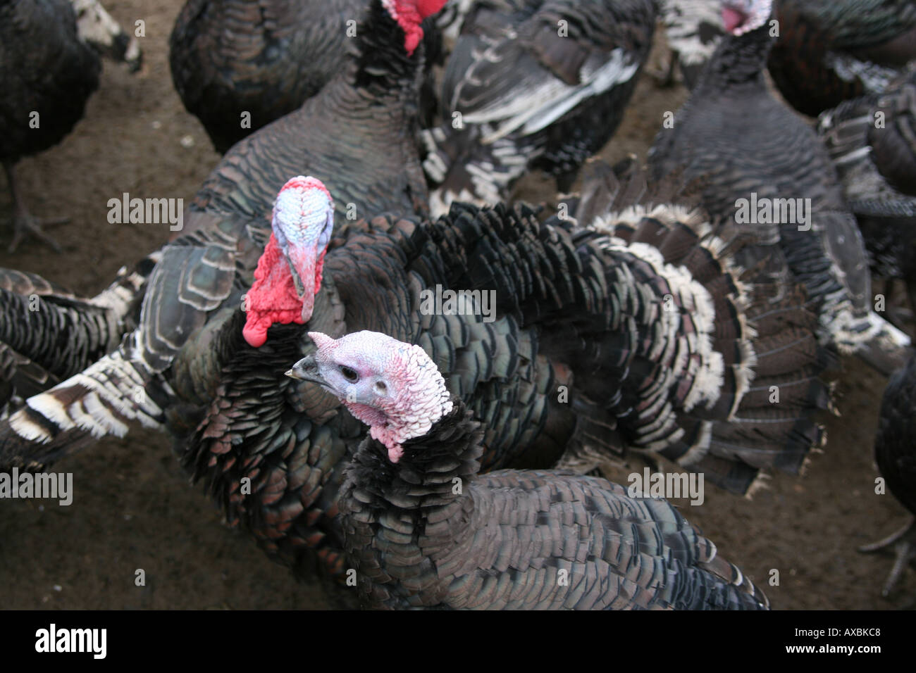 Turkeys on a turkey farm Stock Photo - Alamy