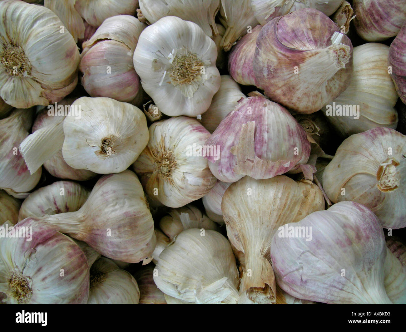garlic Allium sativum Stock Photo - Alamy
