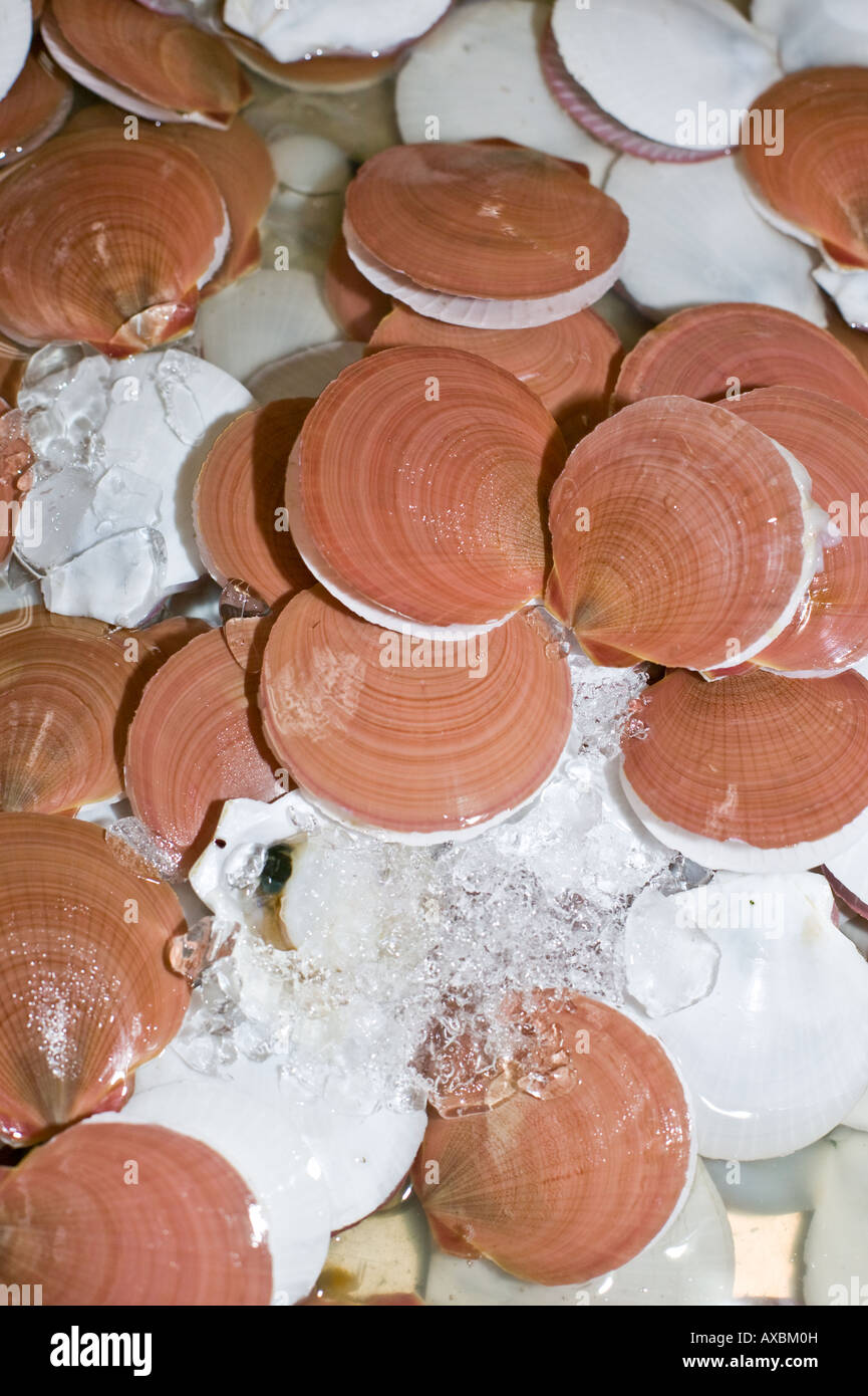 Bay scallops hi-res stock photography and images - Alamy