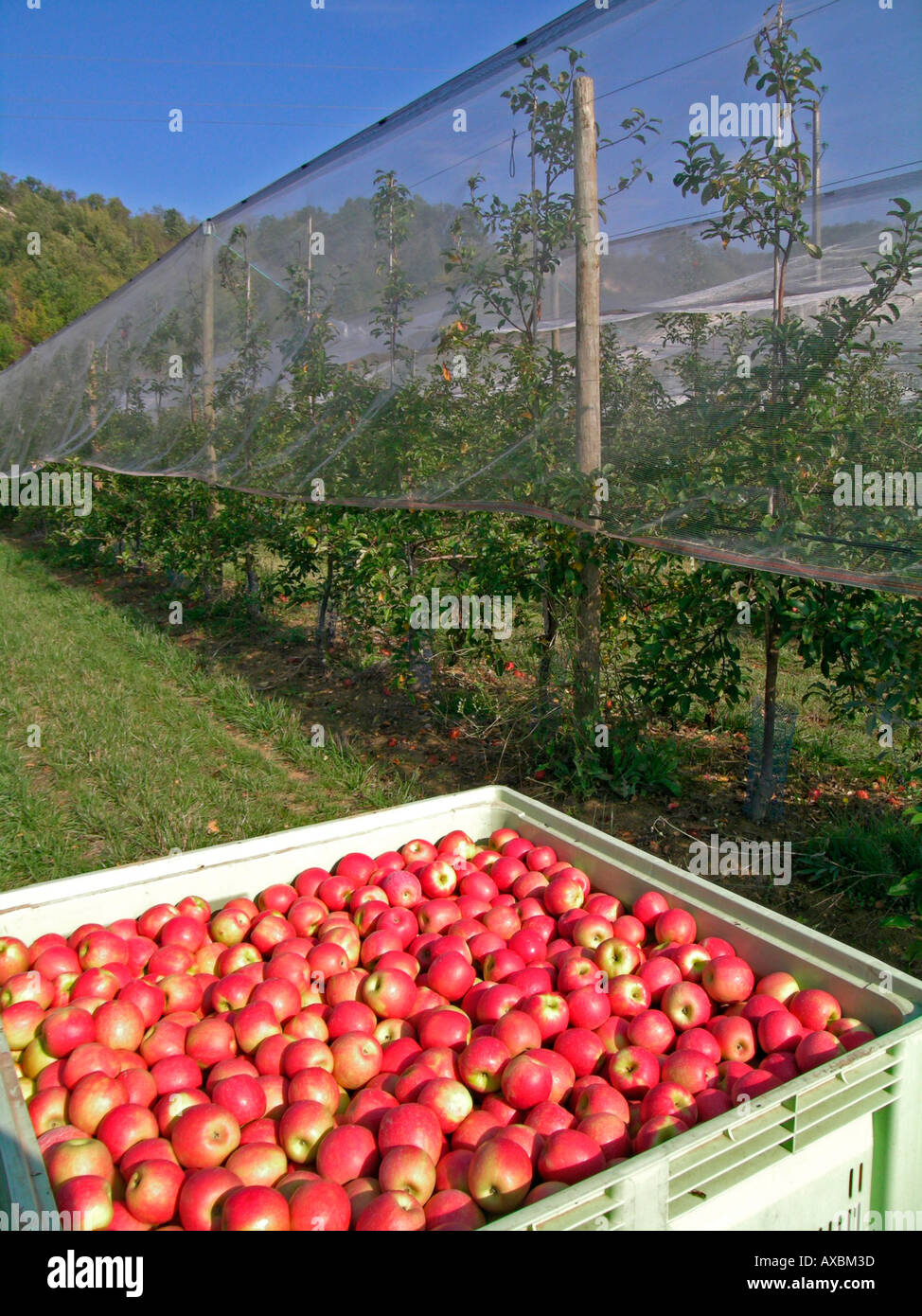 harvest of apples box filled with apples in a plantation with apple ...