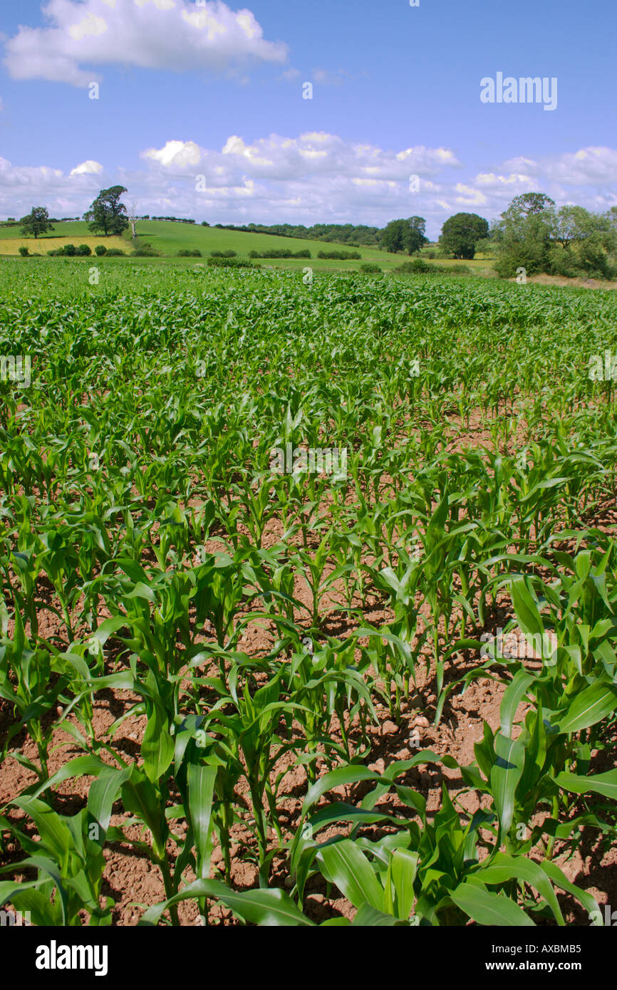 Field of maize Stock Photo - Alamy