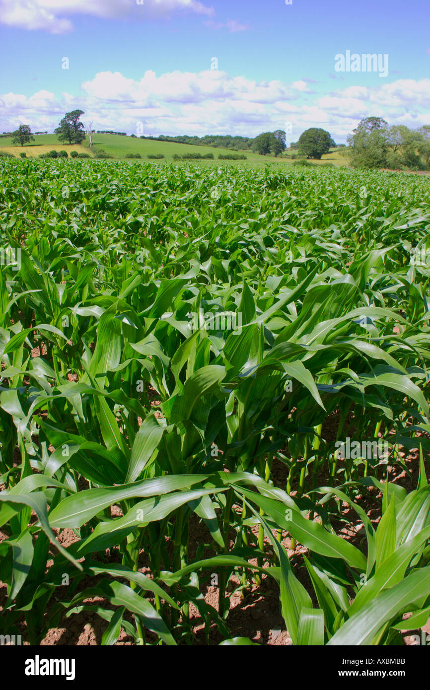 Field of maize Stock Photo - Alamy