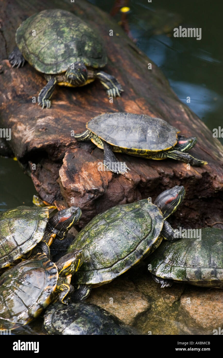 Bale (group) of turtles Stock Photo - Alamy