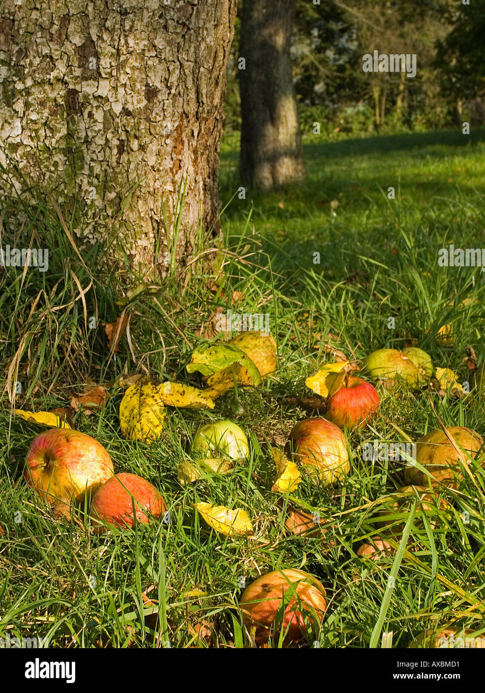 Windfall under an hi-res stock photography and images - Alamy