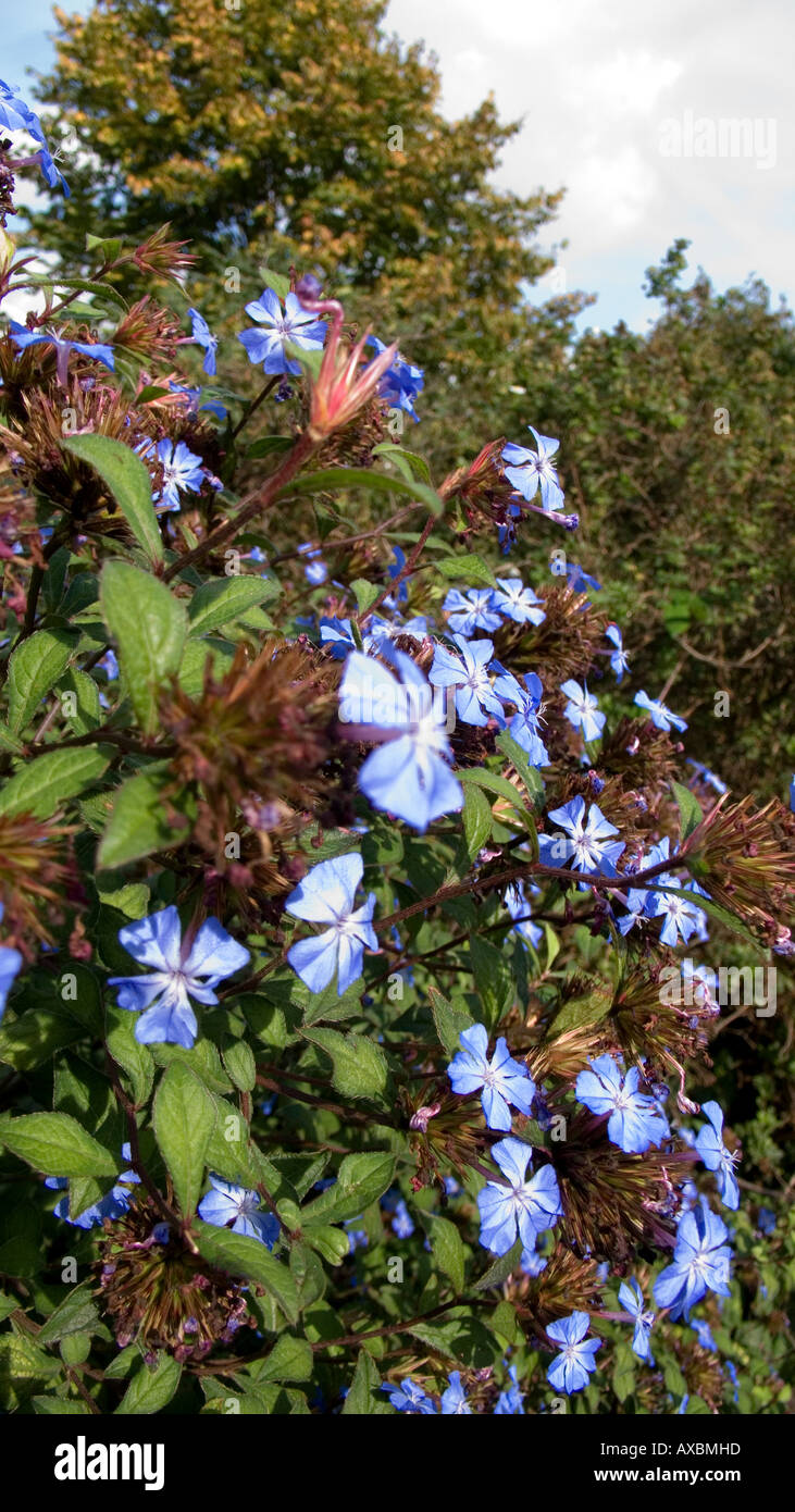 Leadwort England UK Stock Photo - Alamy