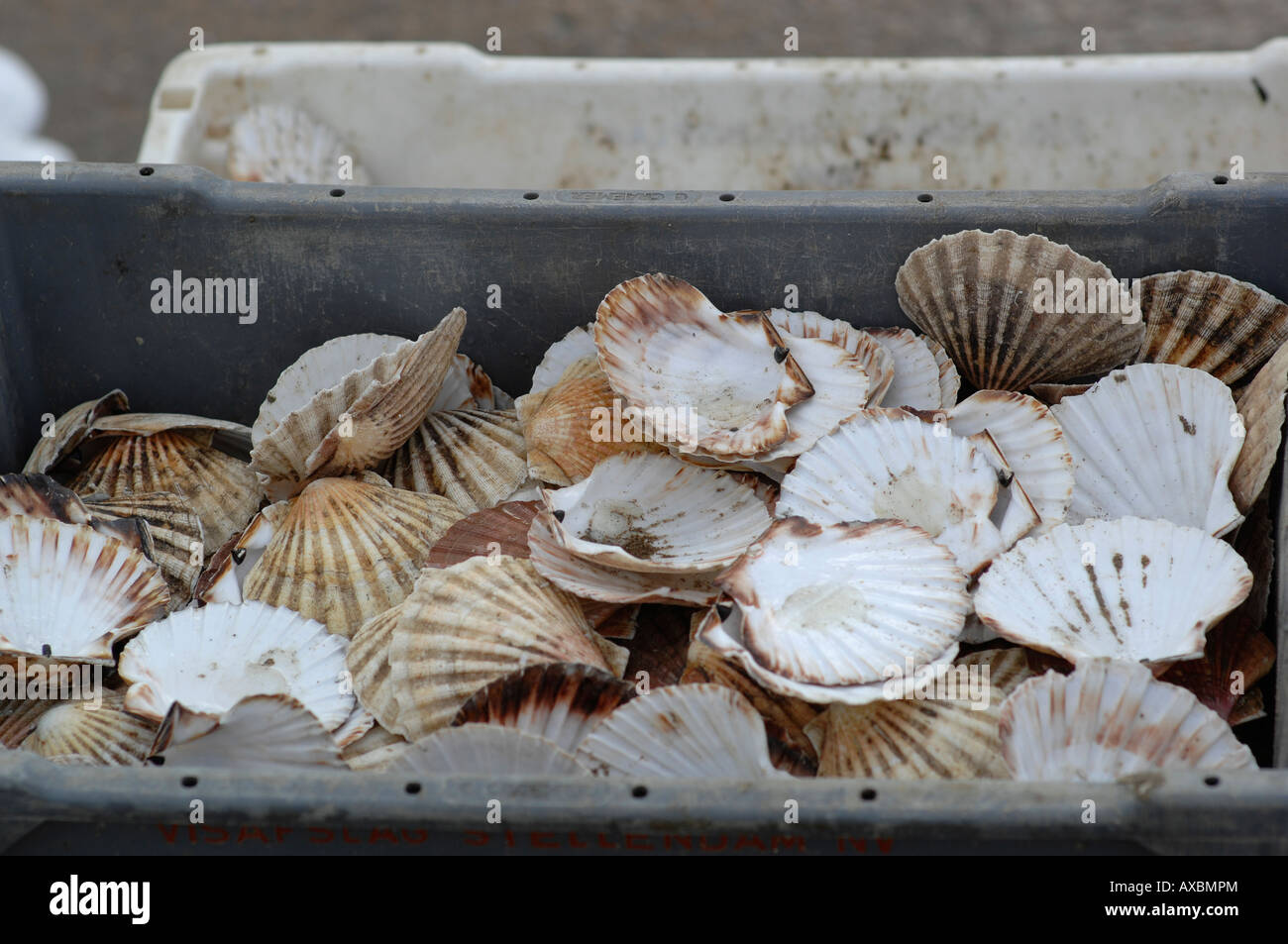 Shells in Folkestone harbour, Kent Stock Photo - Alamy
