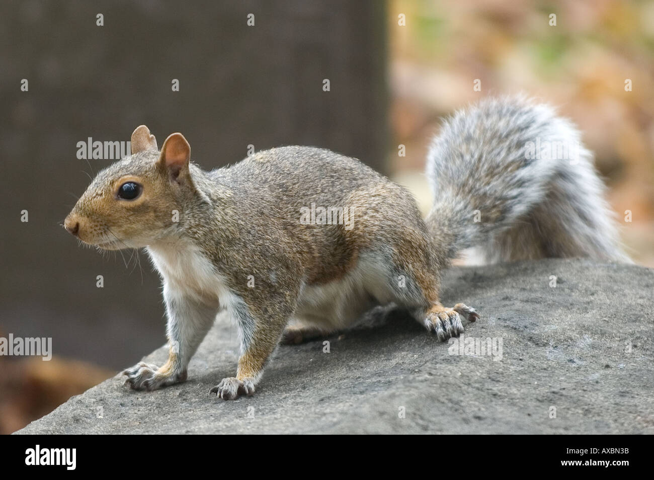 Squirrel nuts stash hi-res stock photography and images - Alamy