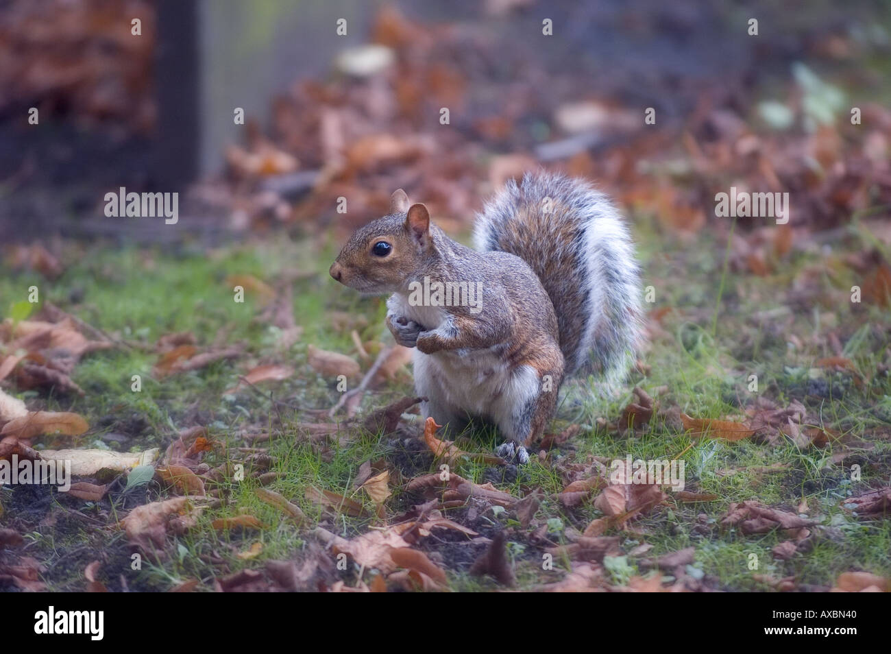 Squirrel nuts stash hi-res stock photography and images - Alamy