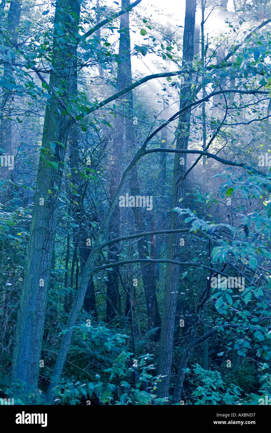 Atumn woods hi-res stock photography and images - Alamy