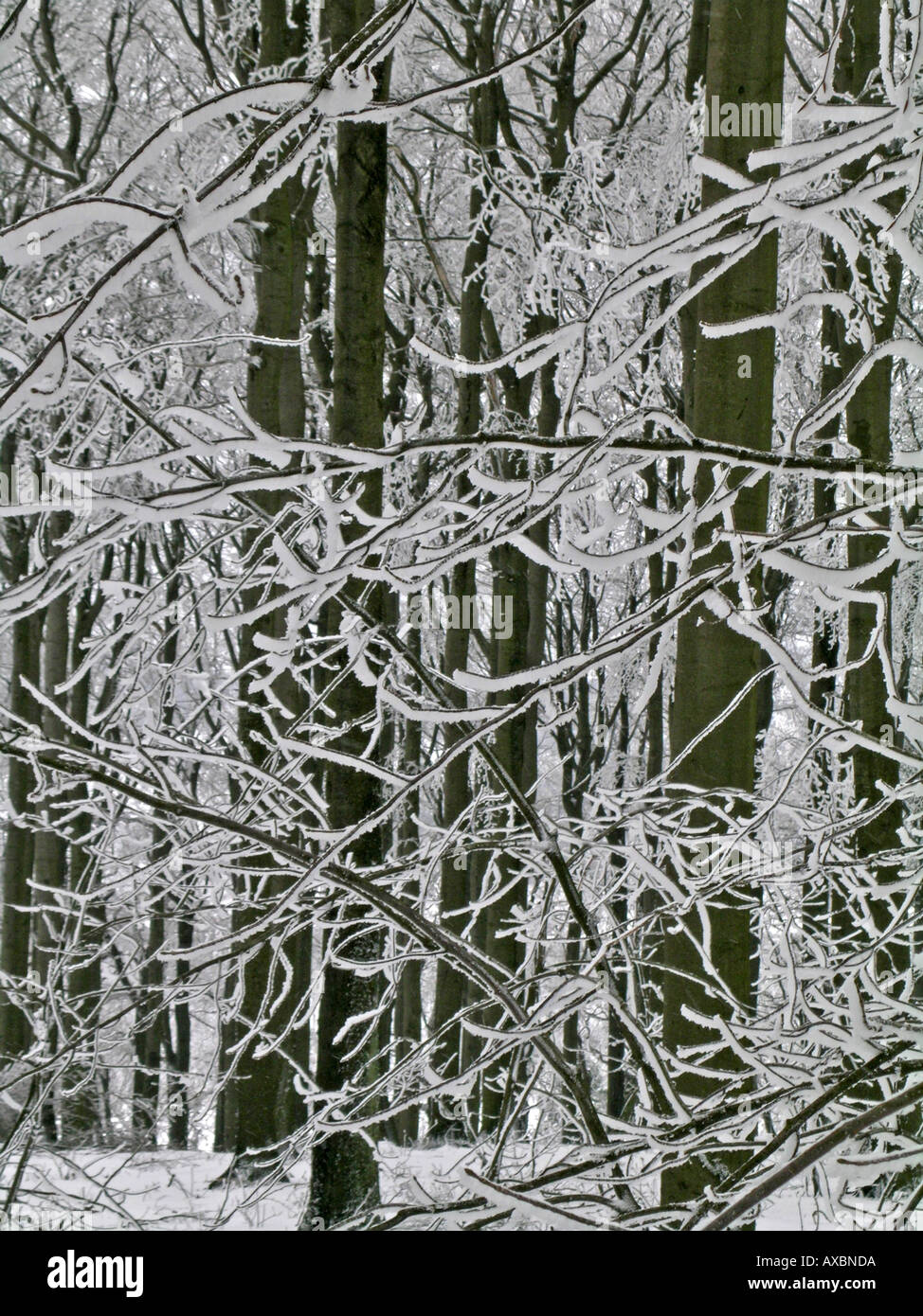 snow and ice in forest on empty trees Stock Photo - Alamy