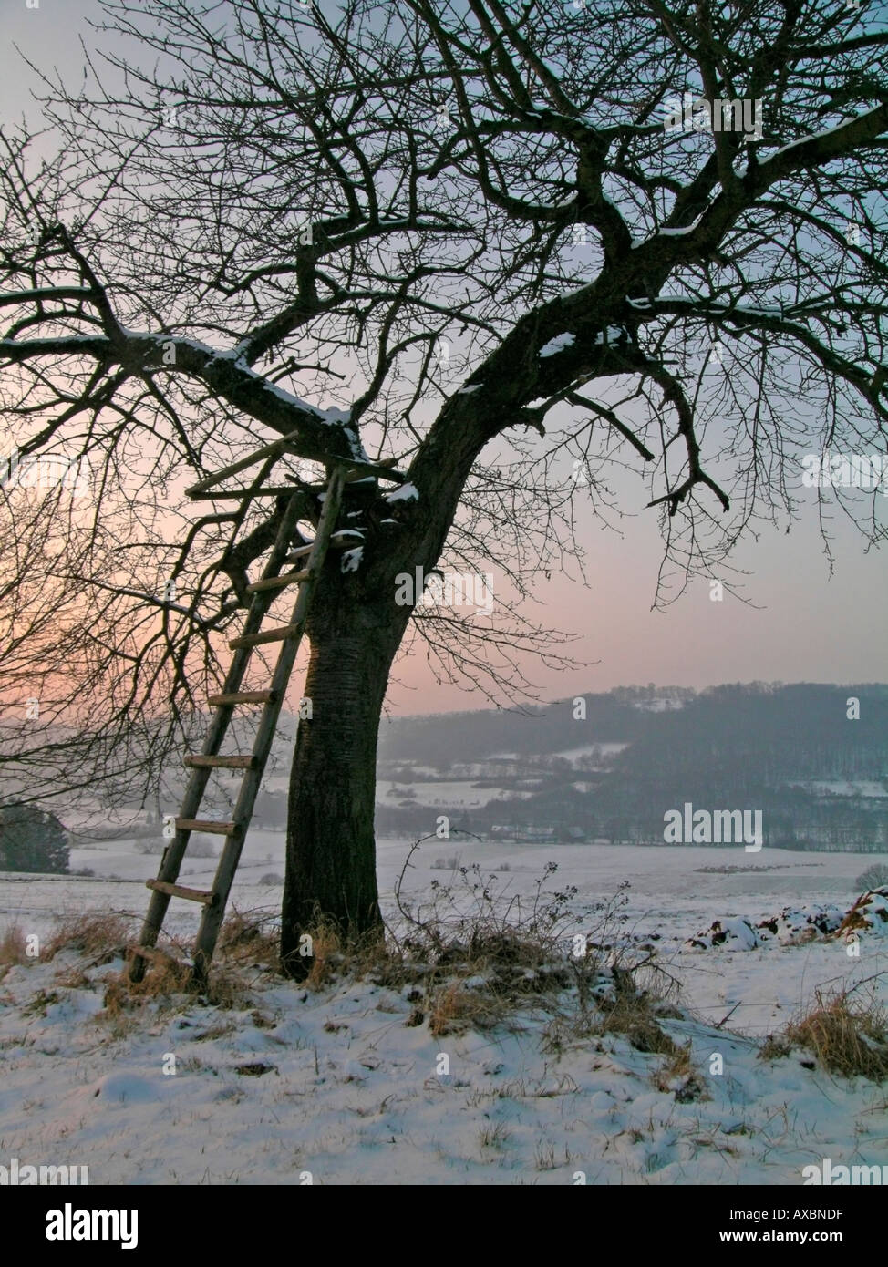 wooden ladder leaning agains an apple tree in a landscape in winter by ...