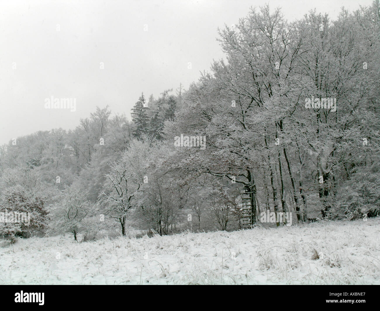 landscape in winter snow and ice in forest on of empty trees in Hesse ...