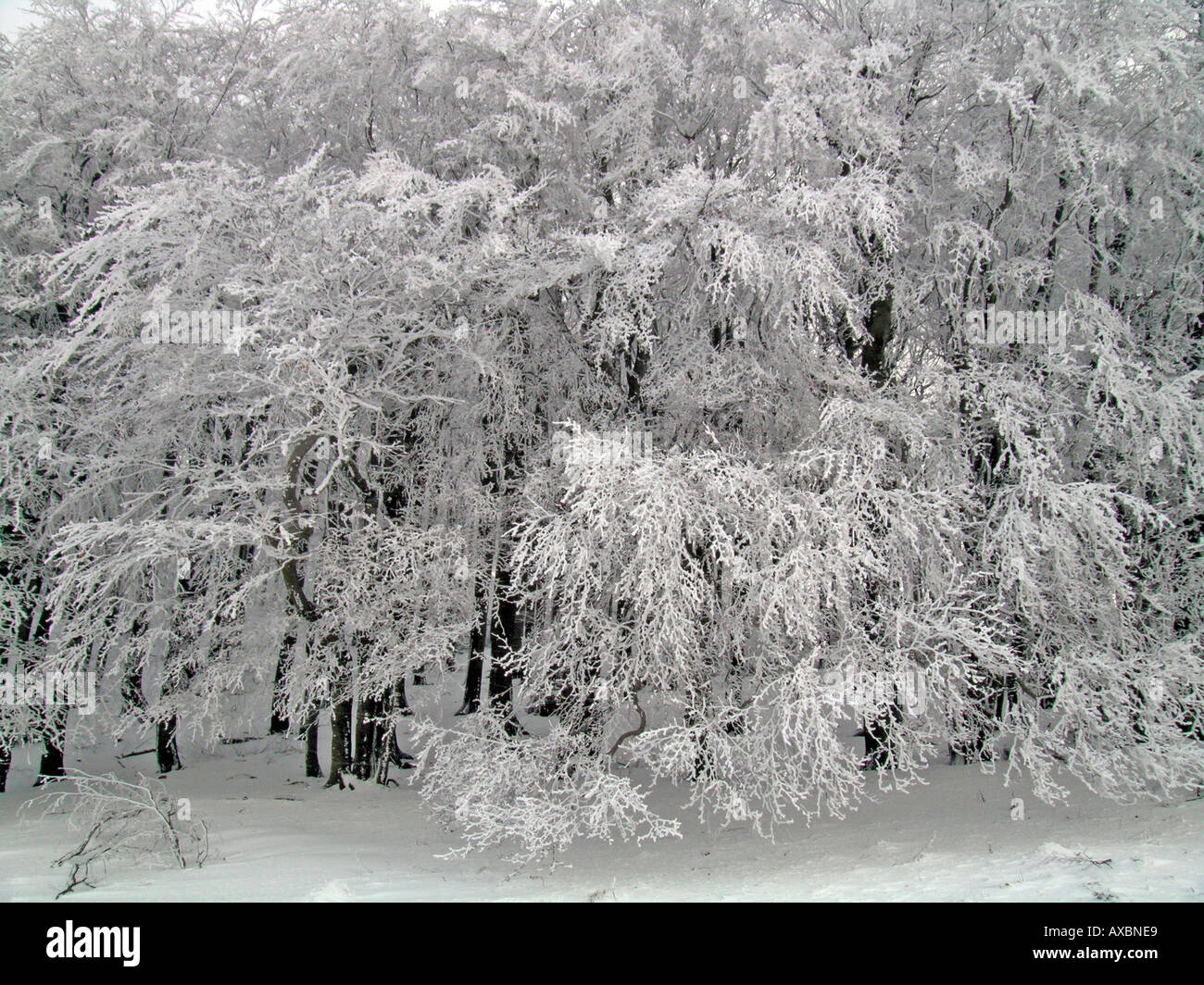 snow and ice in forest on branches of empty trees Stock Photo - Alamy