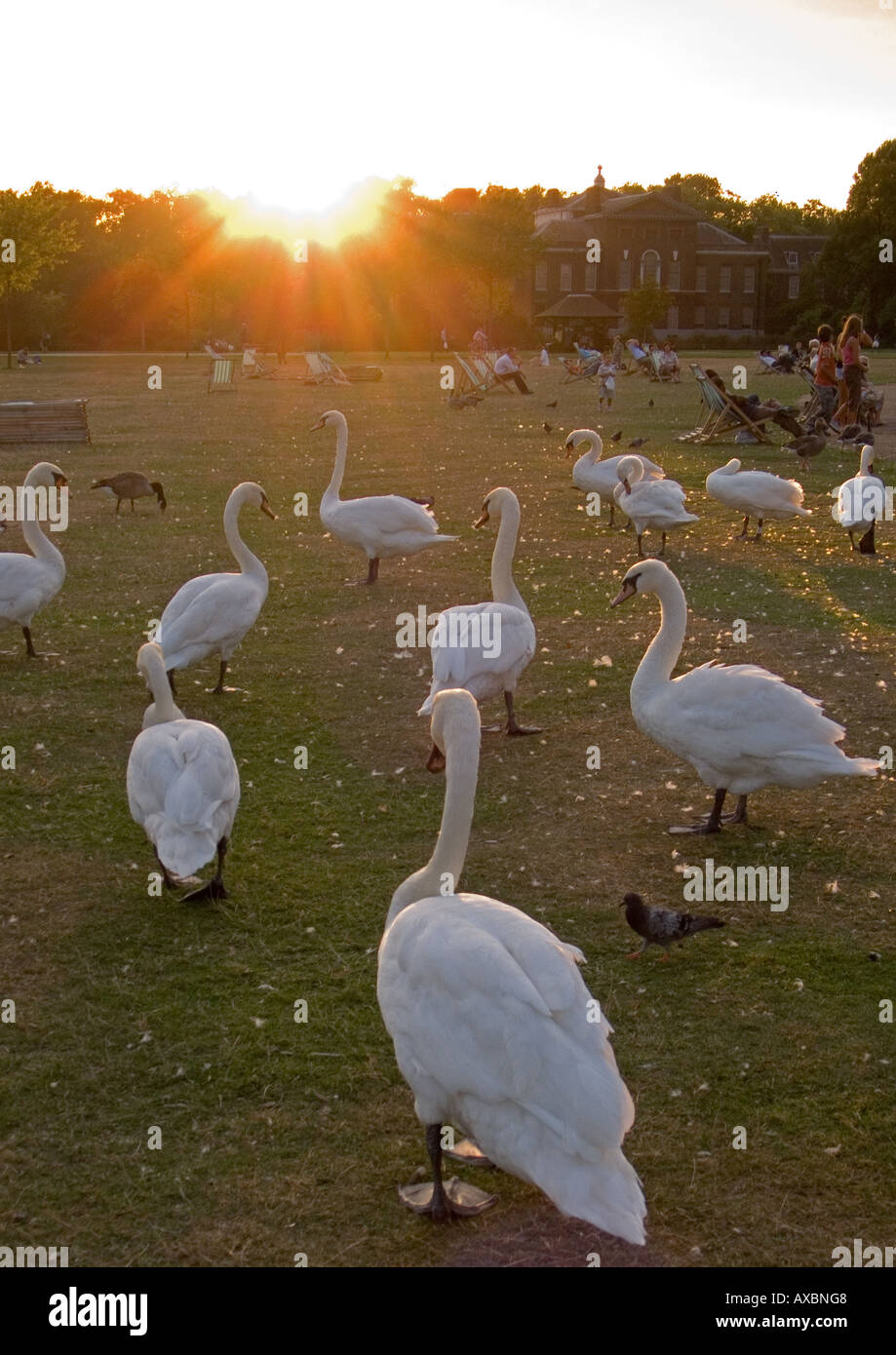 Kensington park royal swans hi-res stock photography and images - Alamy