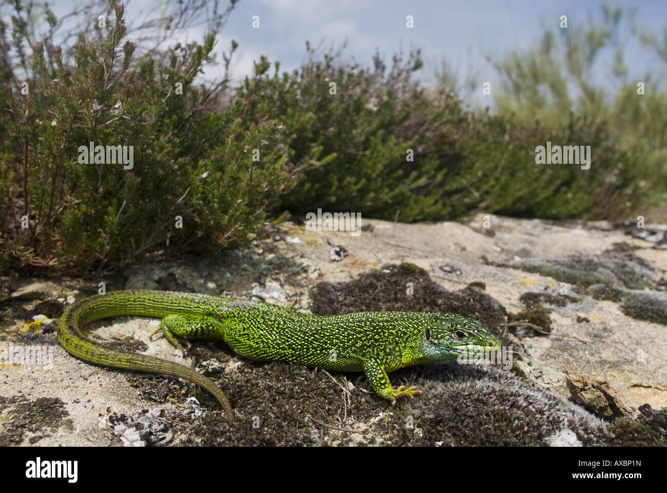 Western Green Lizard (Lacerta bilineata), on a stone, Spain, Burgos ...