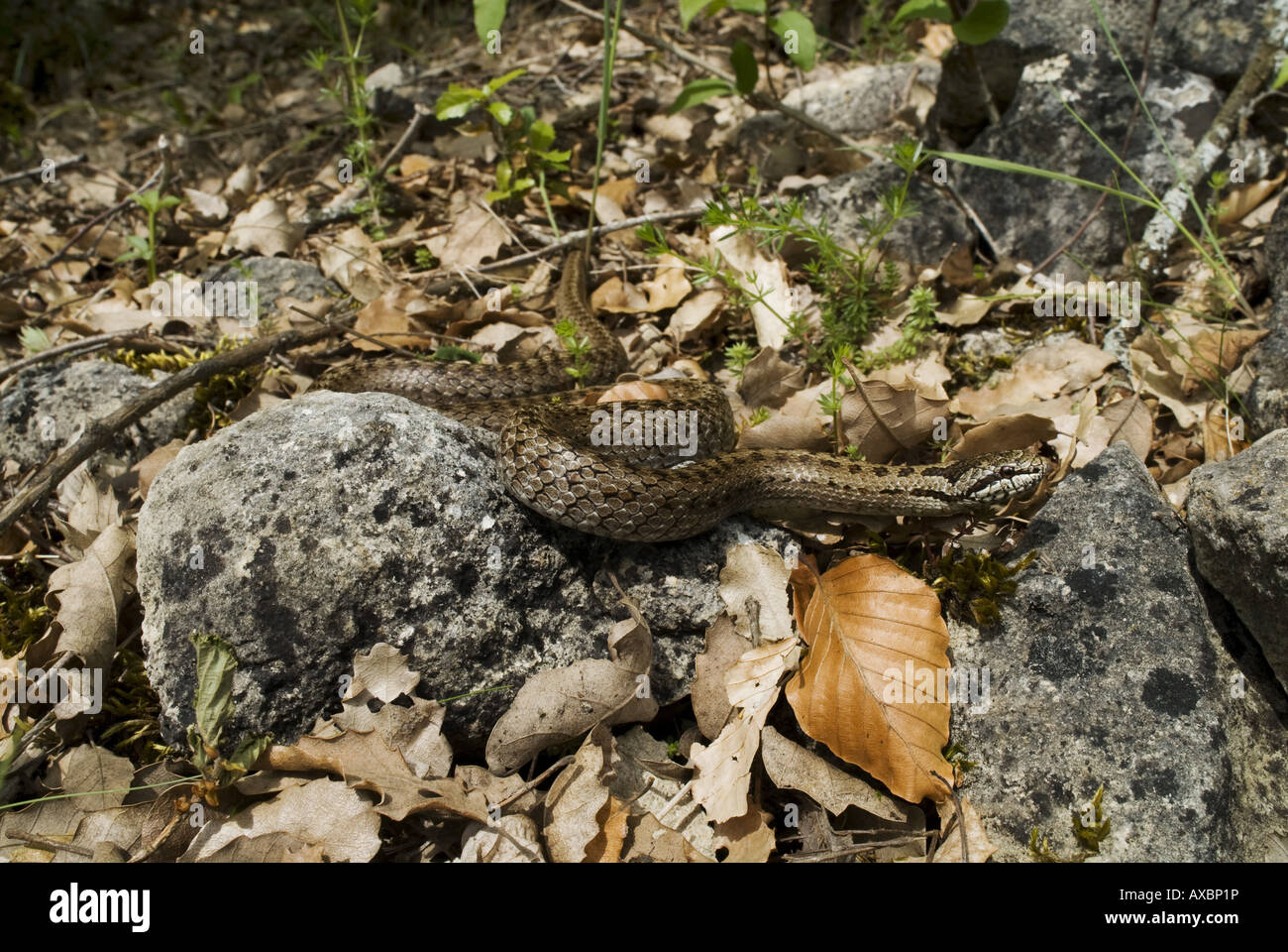 Coronella austriaca germany hi-res stock photography and images - Alamy