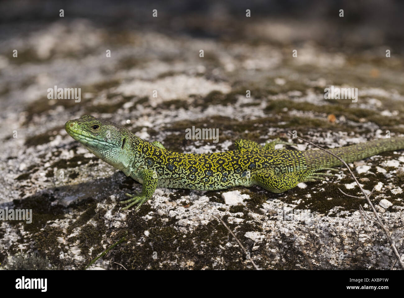 ocellated lizard, ocellated green lizard, eyed lizard, jewelled lizard ...
