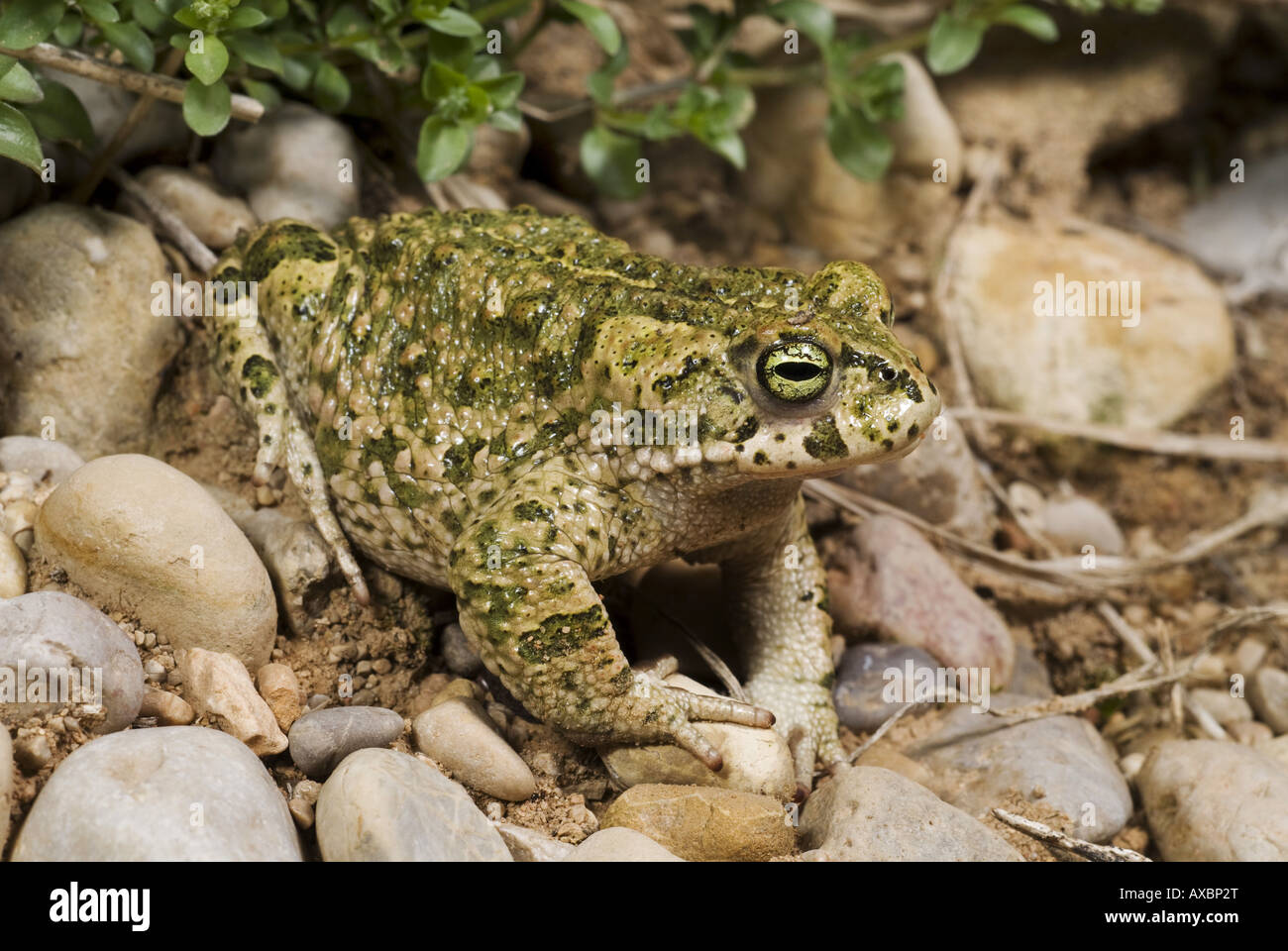 natterjack toad, natterjack, British toad (Bufo calamita), sitting ...