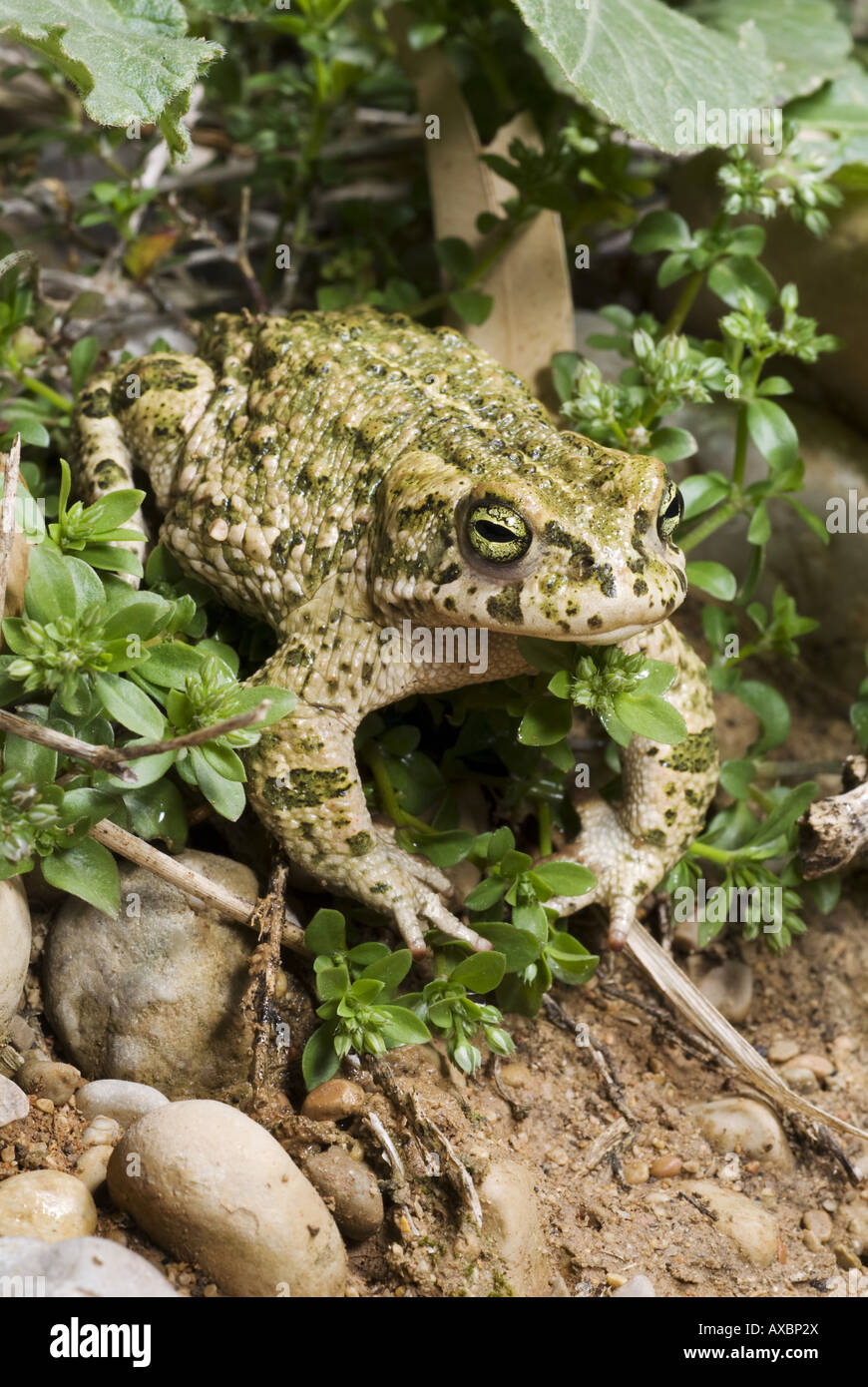 natterjack toad, natterjack, British toad (Bufo calamita), sitting ...
