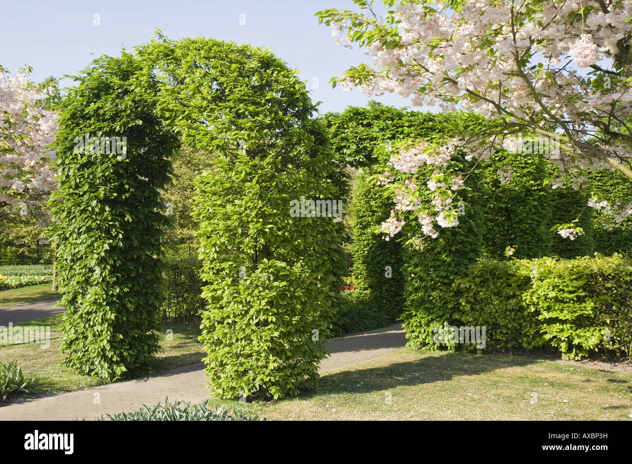 Beech hedge planting hi-res stock photography and images - Alamy
